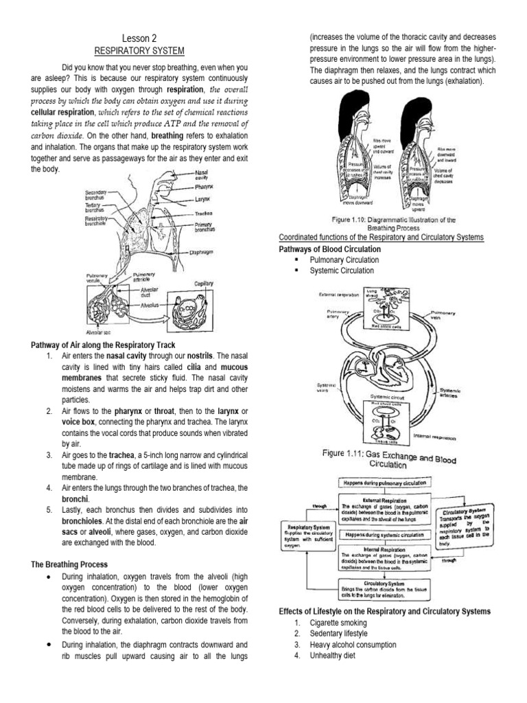 g9 - Respiratory System Notes | PDF