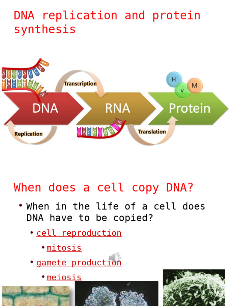 DNA Replication and Protein Synthesis Student | PDF