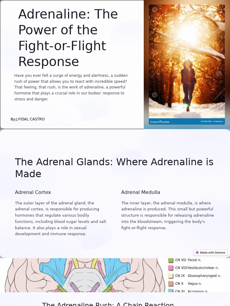 Adrenaline The Power of The Fight or Flight Response | PDF