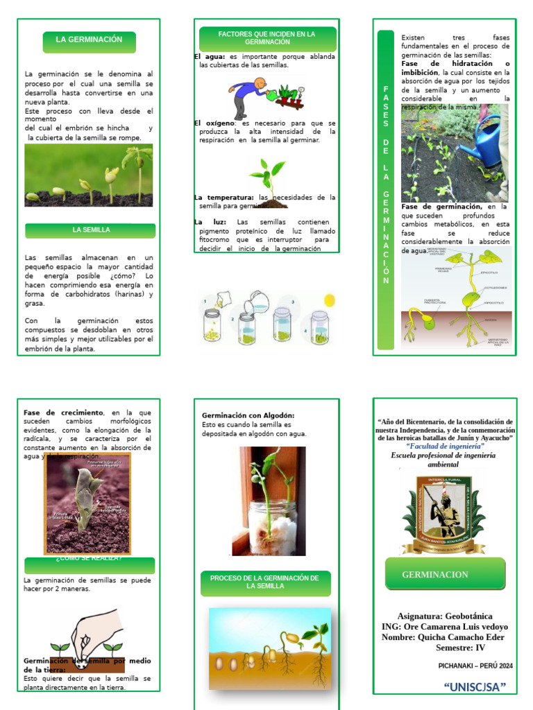Triptico - Quicha Germinacion | PDF