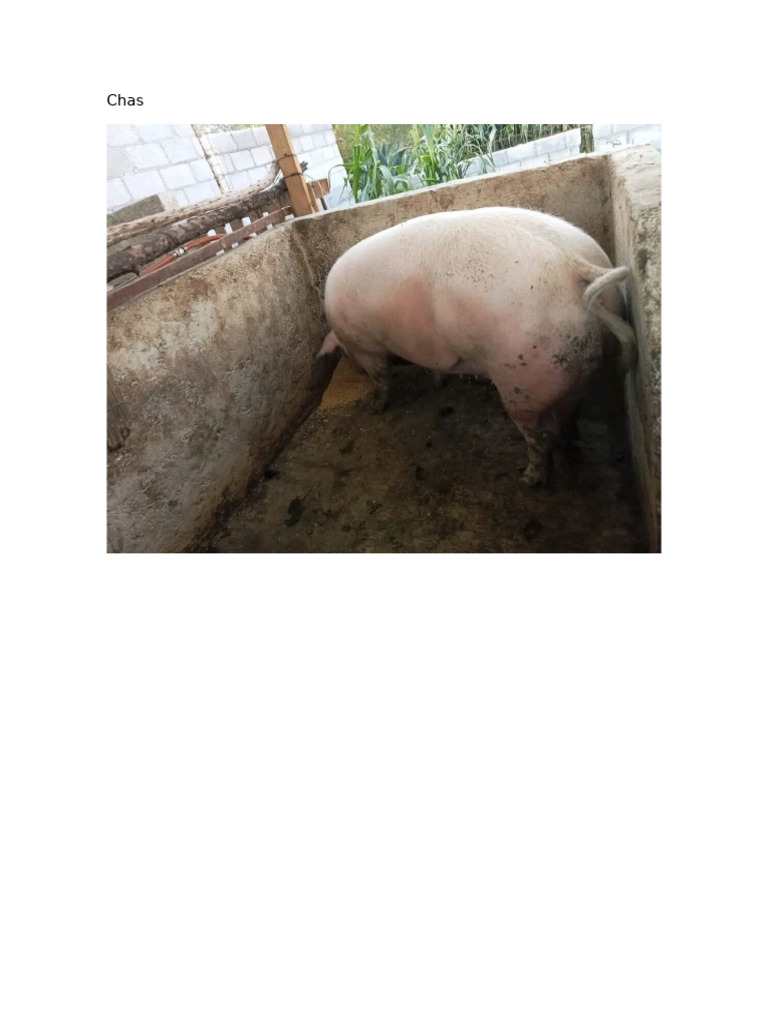 Documento (2) pp3 | PDF