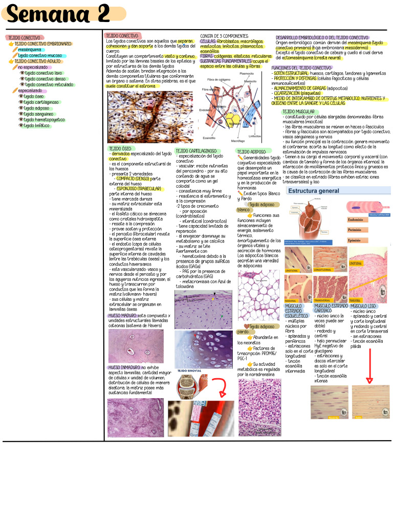 Anatomía - 2 | PDF