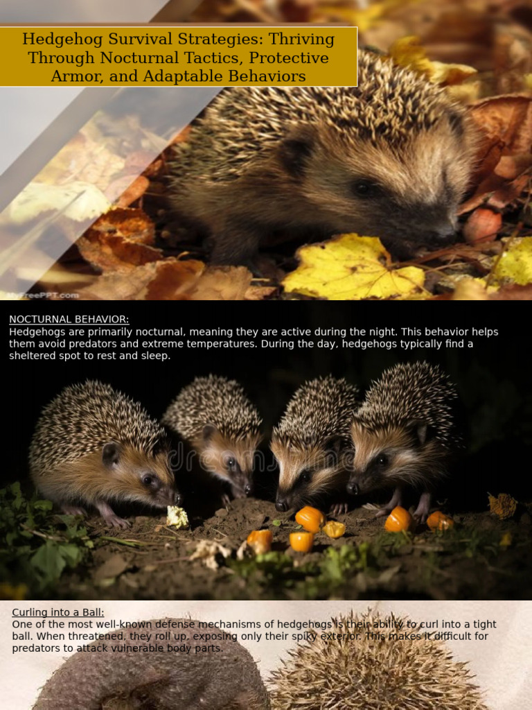 Animal Survival | PDF