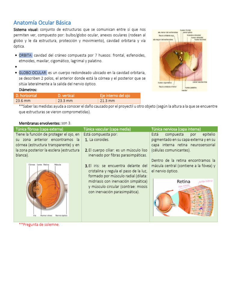 Anatomía Ocular Básica | PDF