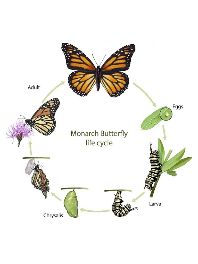 Butterfly Life Cycle | PDF