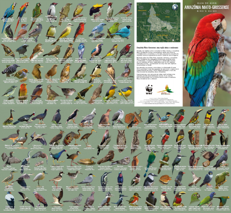 Guia de Aves | PDF