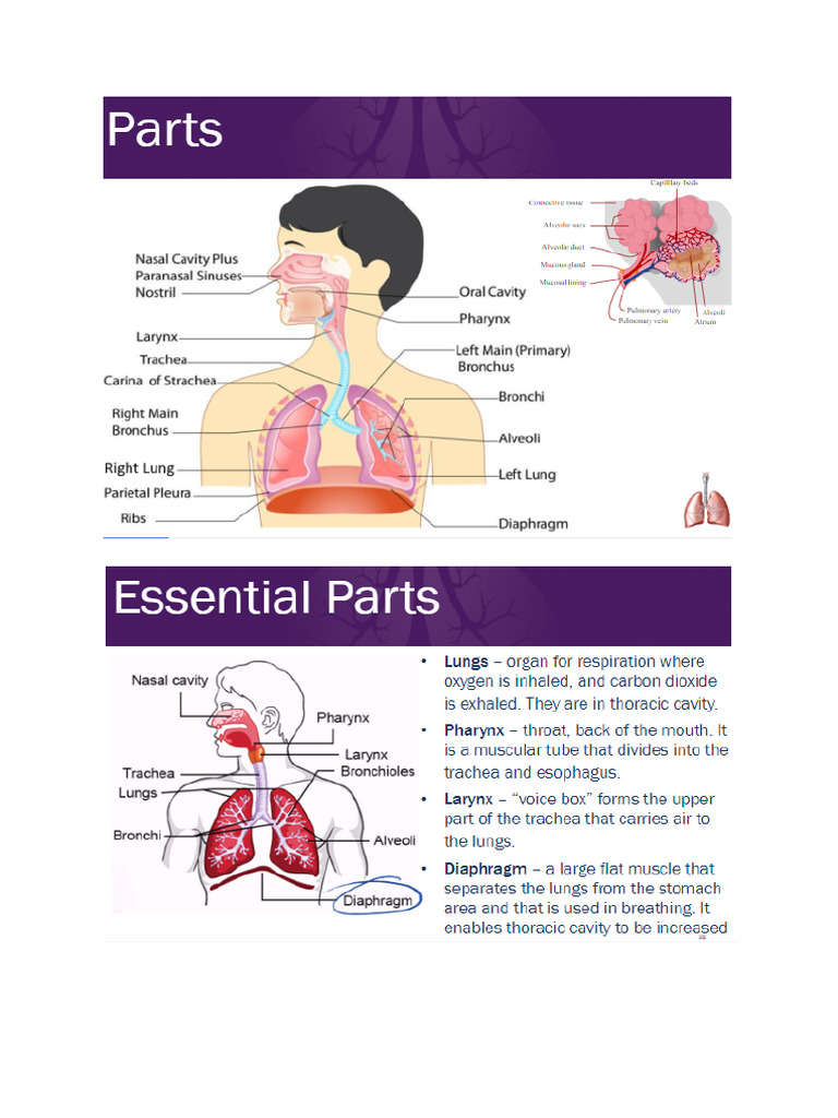 respiratory system | PDF