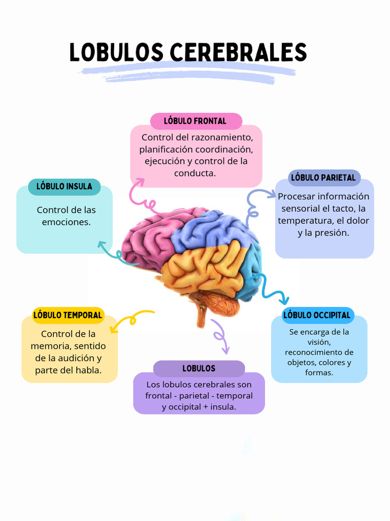 Lobulos Cerebrales | PDF | Corteza Insular | Lóbulo temporal