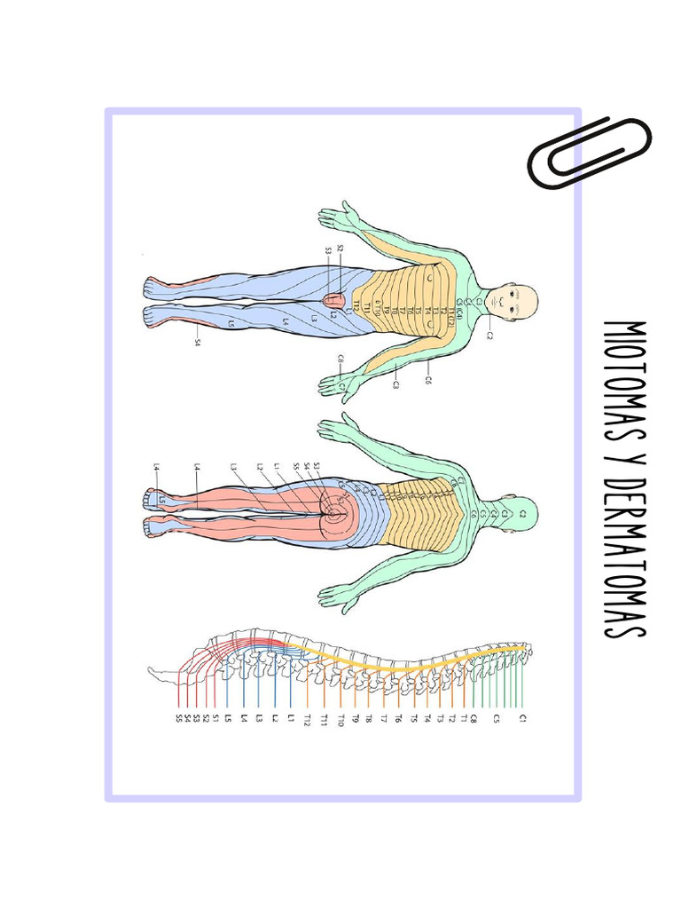 Miotomas y Dermatomas. | PDF