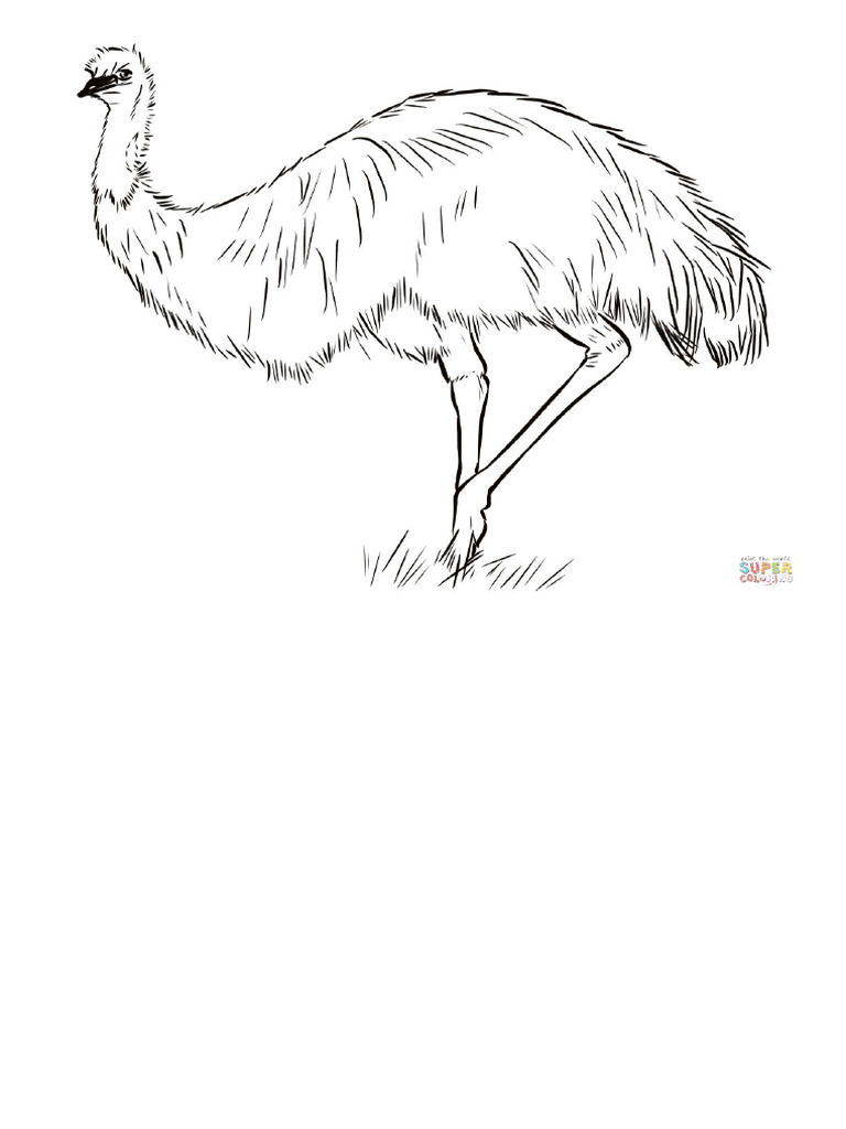 Australian Emu Coloring Page - Free Printable Coloring Pages | PDF