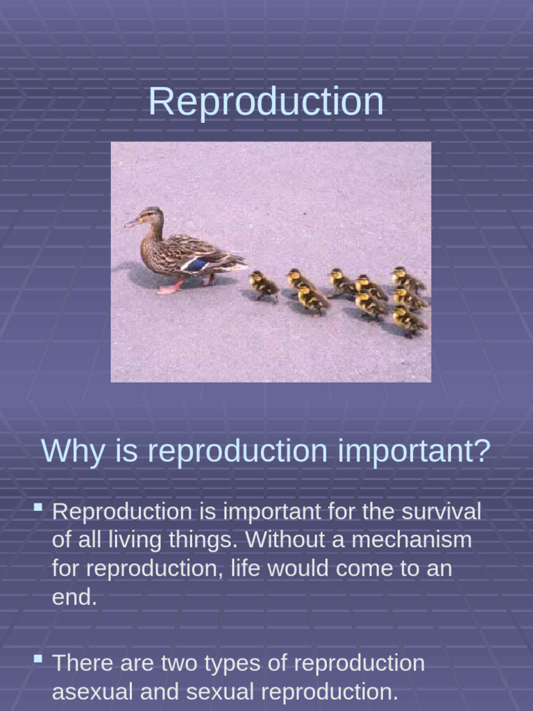Reproduction | PDF