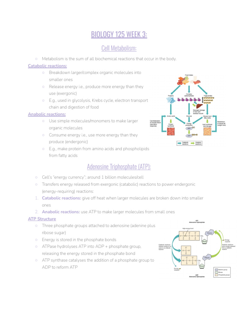 BIOL125 - Week 3 | PDF