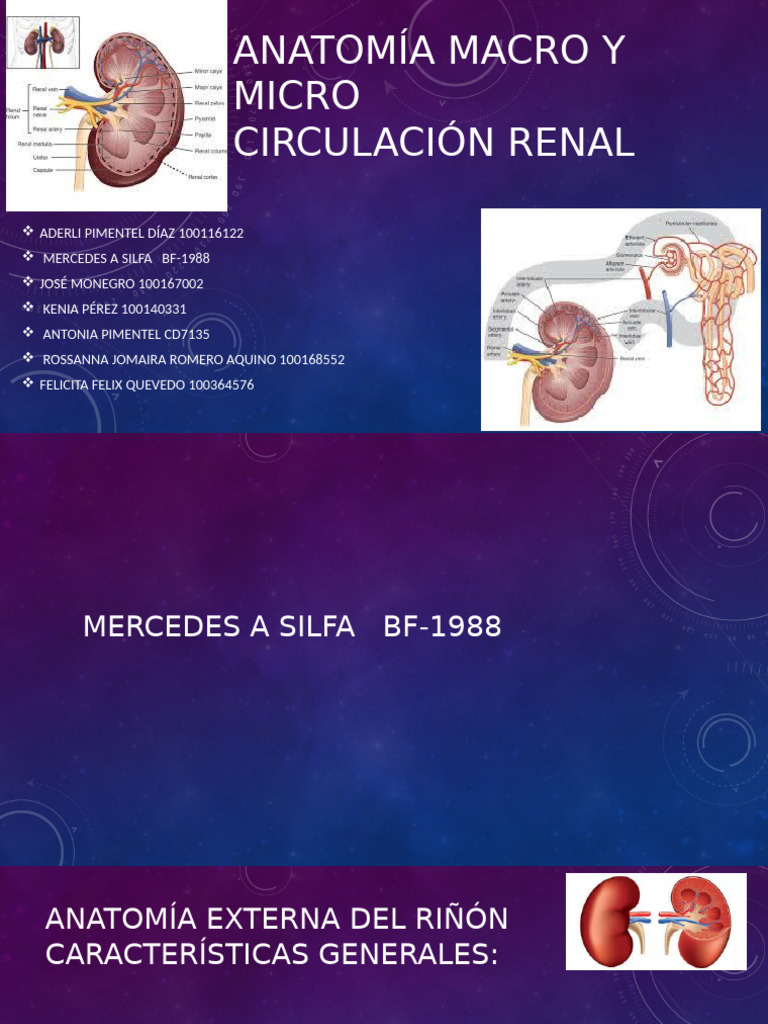 Anatomía Macro y Micro | PDF