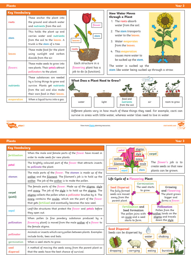 T SC 2549815 Science Knowledge Organiser Plants Year 3 Ver 5 | PDF