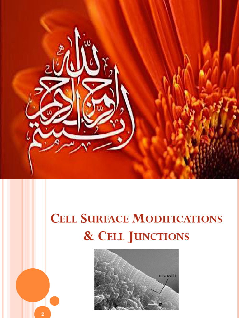 Apical Cell Surface Modifications & Junctional Complexes | PDF