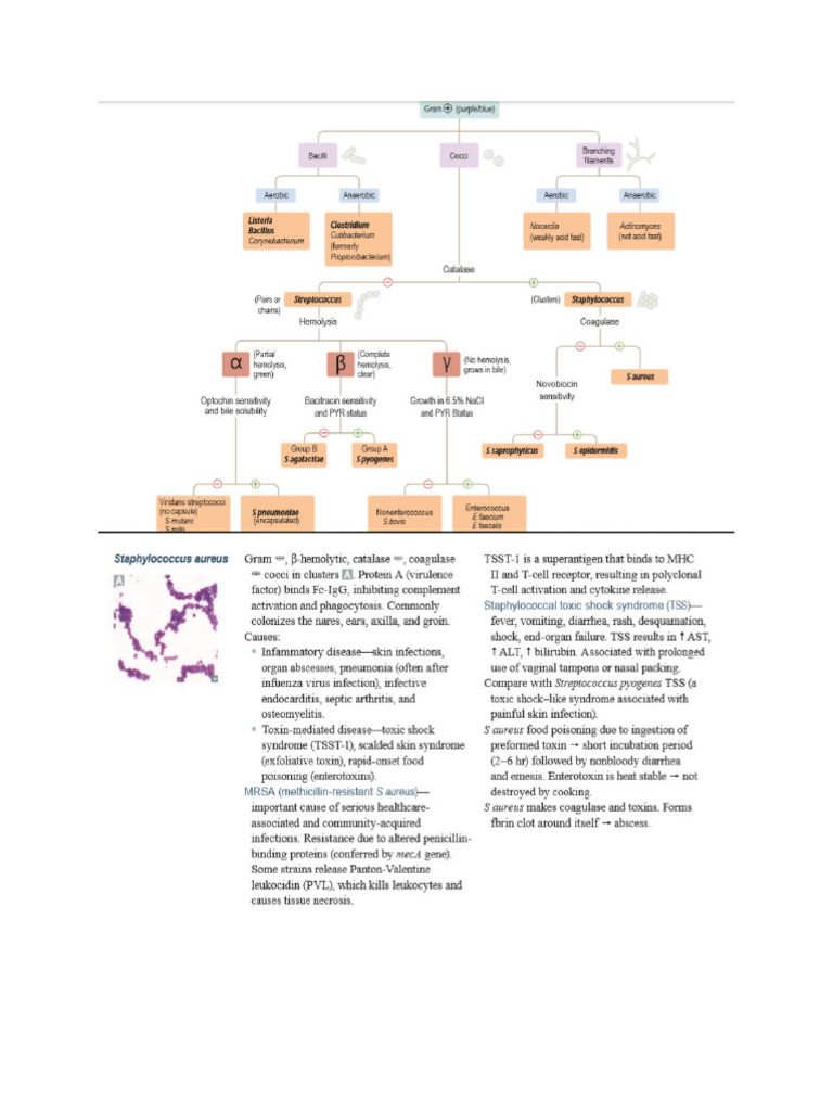 Bacteriology 4 | PDF