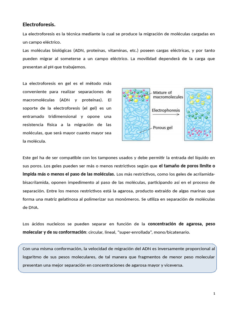 Protocolo Electroforesis PCR CSI | PDF