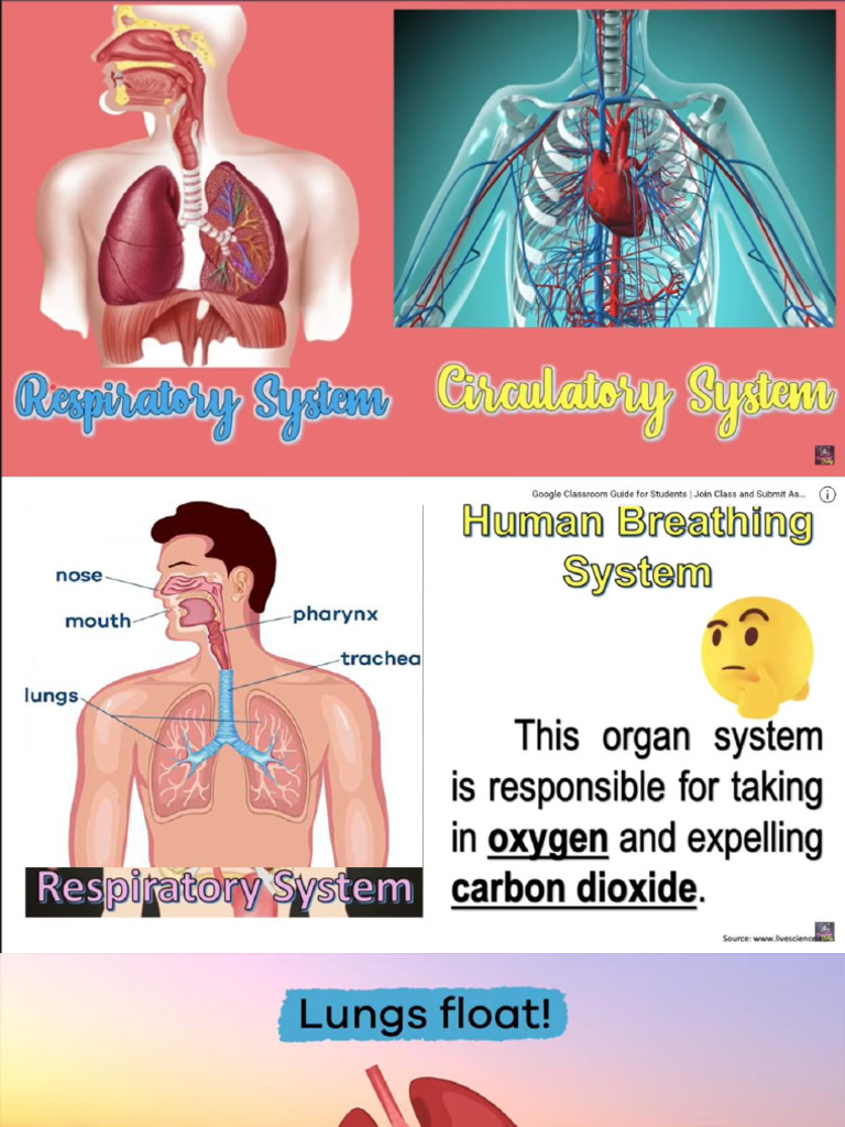 Science 9 - Q1 W1 - Interaction Between The Respiratory and Circulatory Systems | PDF