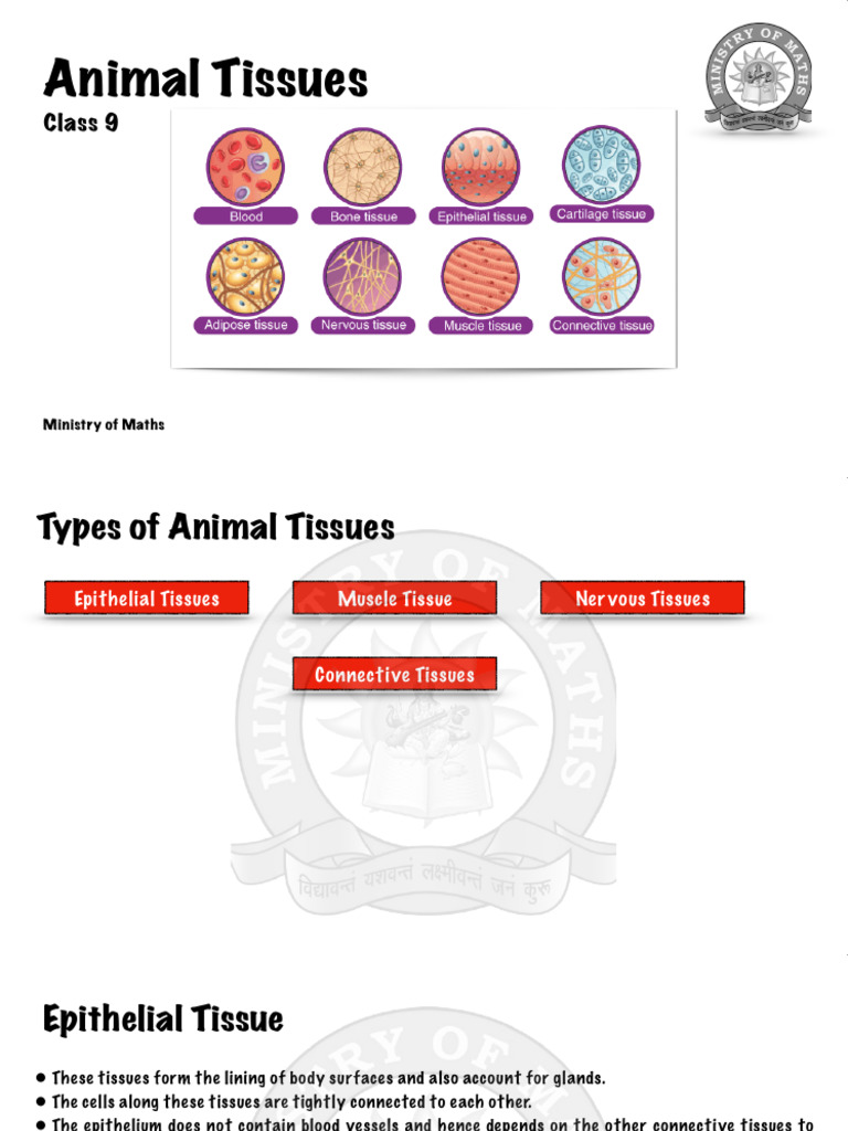 9 Animal Tissue | PDF