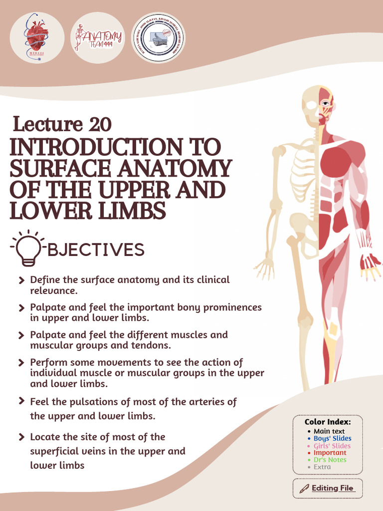 L20-Introduction To Surface Anatomy of The Upper and Lower Limbs | PDF ...