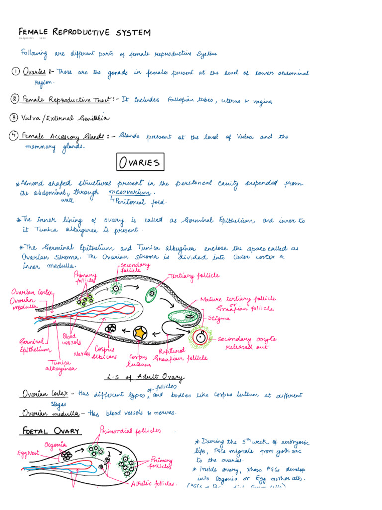 Female Reproductive System | PDF