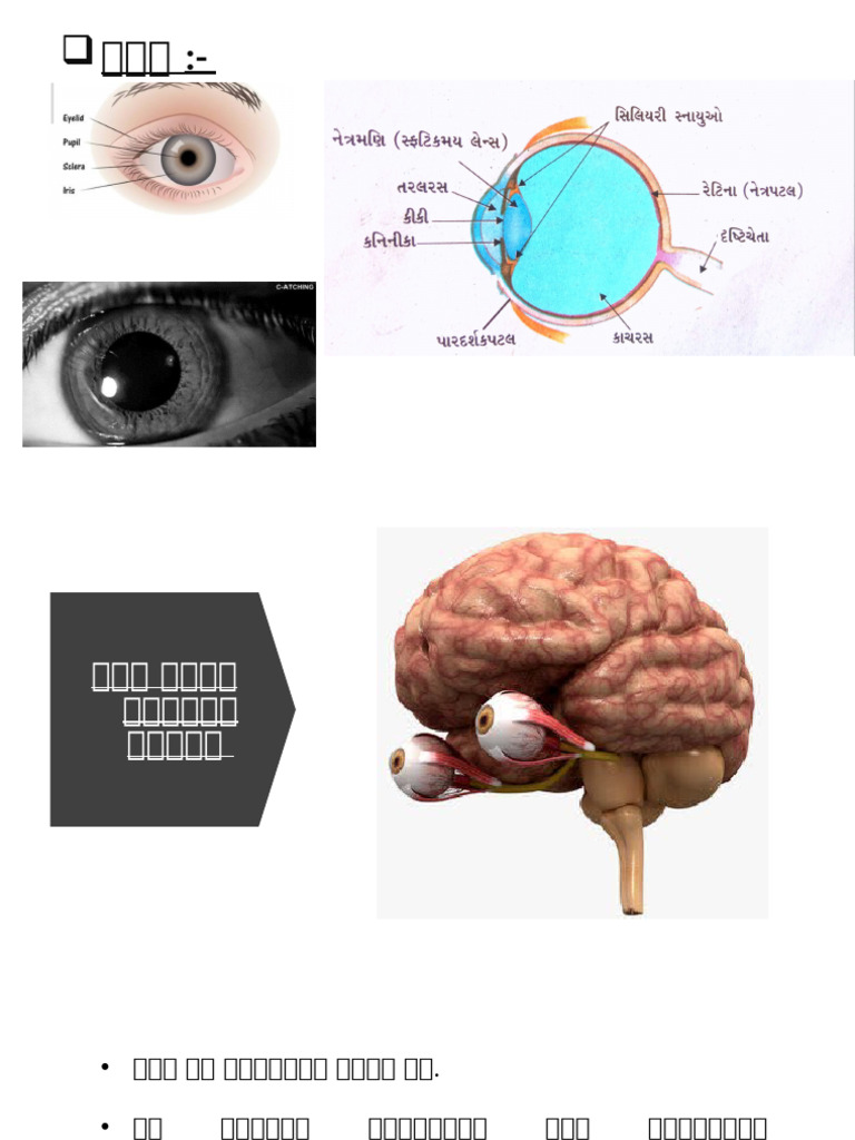 Eyes | PDF