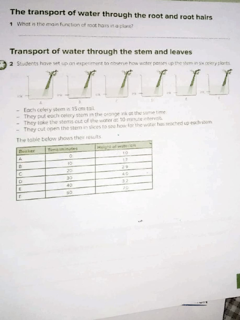 Water Transport in Celery Experiment | PDF | Chloroplast | Photosynthesis