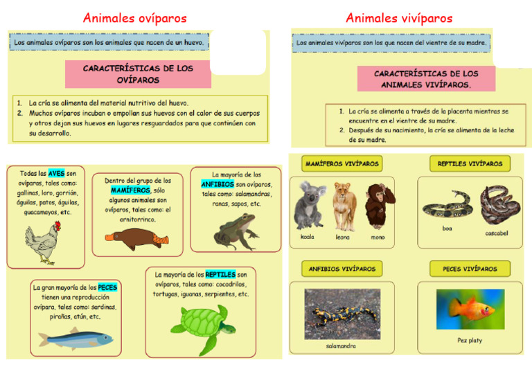 Ficha Animales Oviparos y Viviparos | PDF