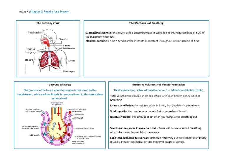 2-Respiratory-mind-map | PDF