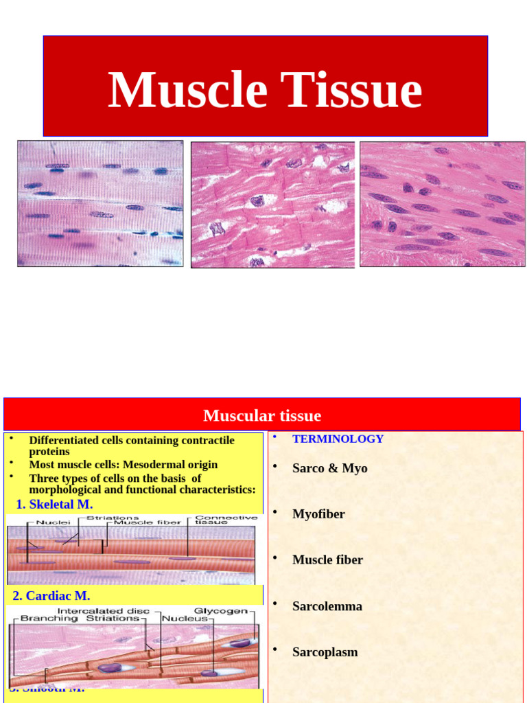 Muscle Tissue | PDF
