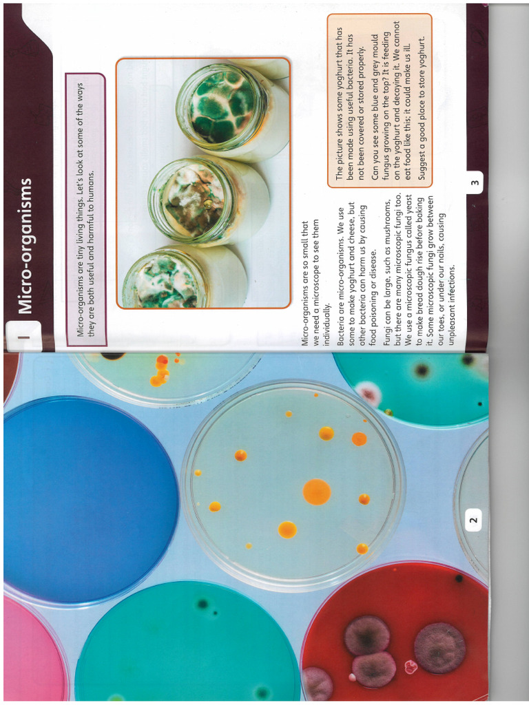 Year 6 Science | PDF