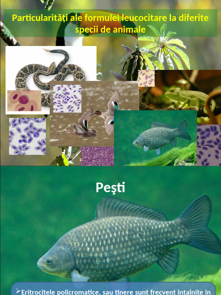 Formula Leucocitara La Diferite Specii de Animale | PDF