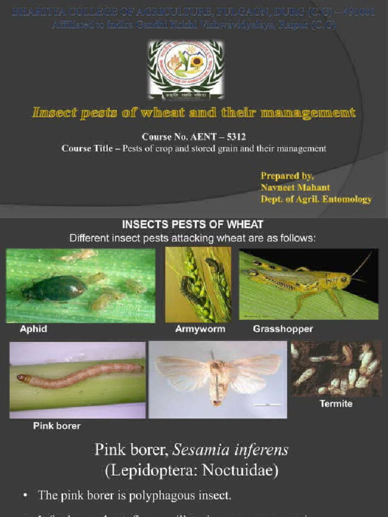 insect-pests-of-wheat-and-their-management | PDF