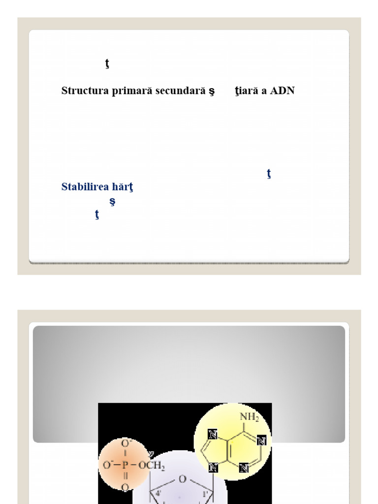 Curs AcNucleici Structura | PDF