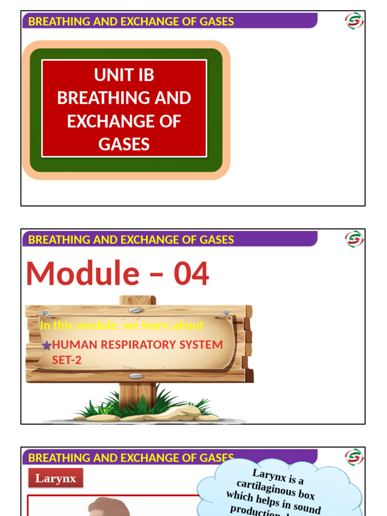 Human Respiratory System Set 2 (08 Apr 2015) | PDF