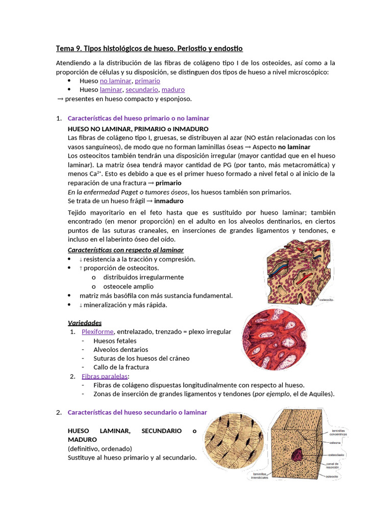 Tema 9 - Tipos Histológicos de Hueso. Periostio y Endostio | PDF