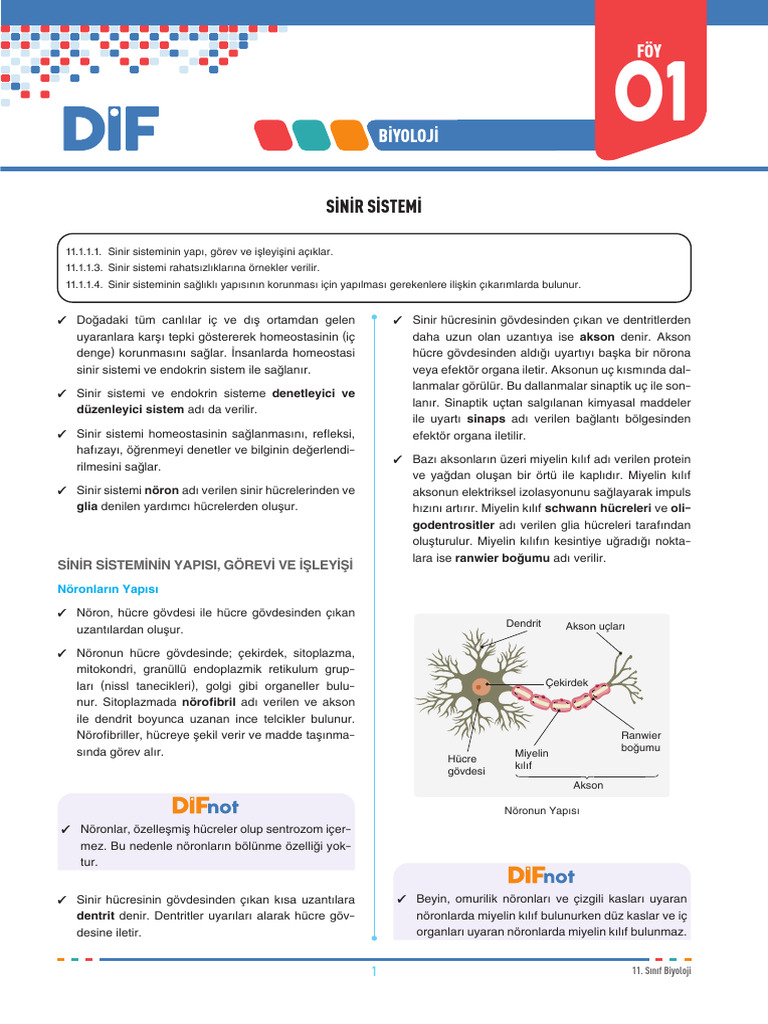 Sinif Bi̇yoloji̇ - Di̇f - Föy 1 - Ornek | PDF