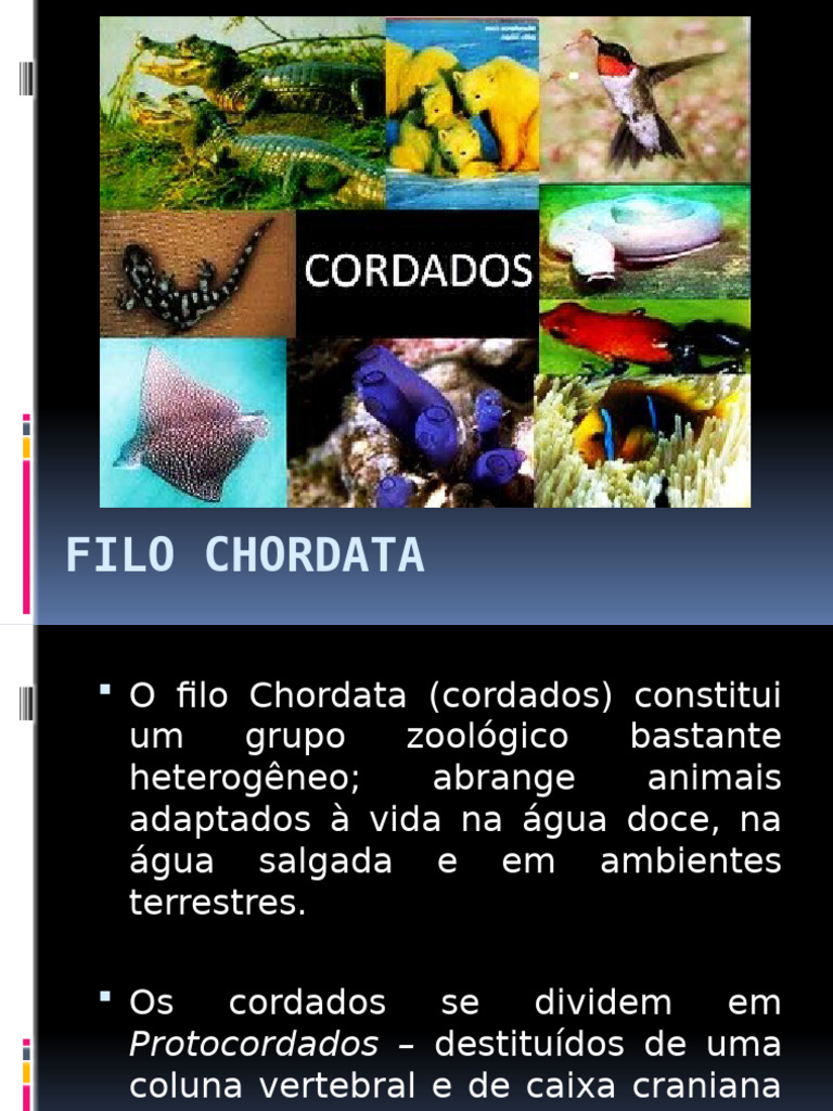 Filo Chordata | PDF