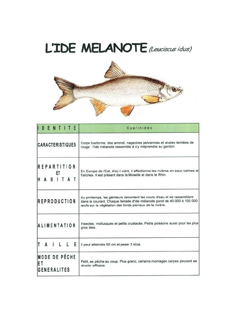 Fiche-Poissons 1 | PDF
