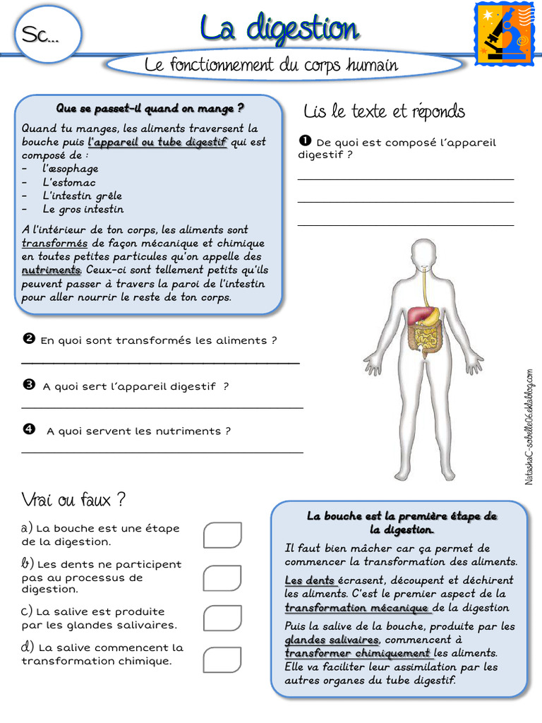 La Digestion S | PDF