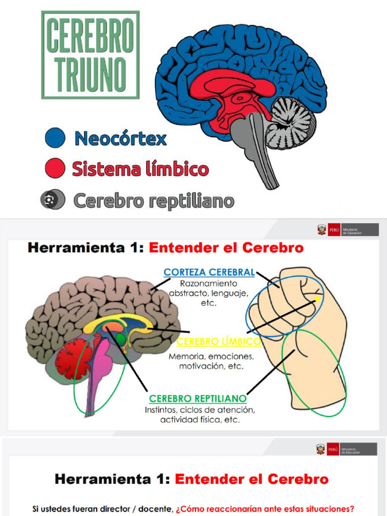 Entender el Cerebro | PDF