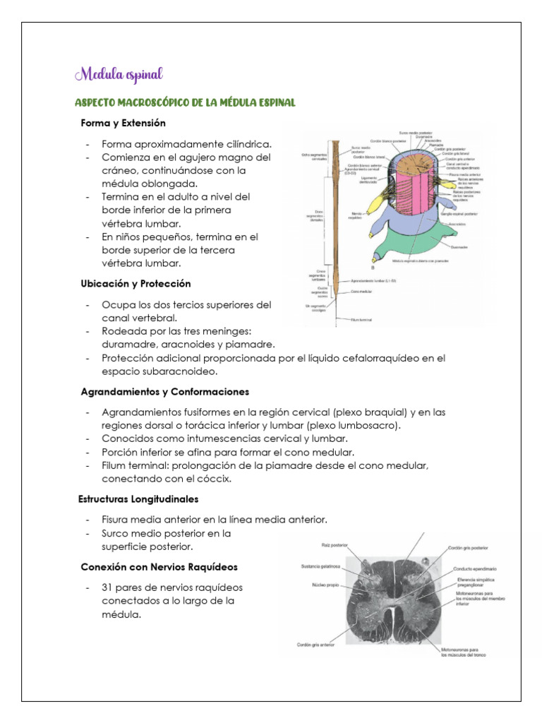 Medula Espinal | PDF