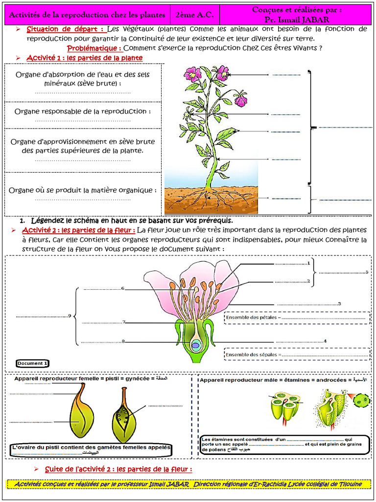 Activités sur la reproduction chez les plantes | PDF