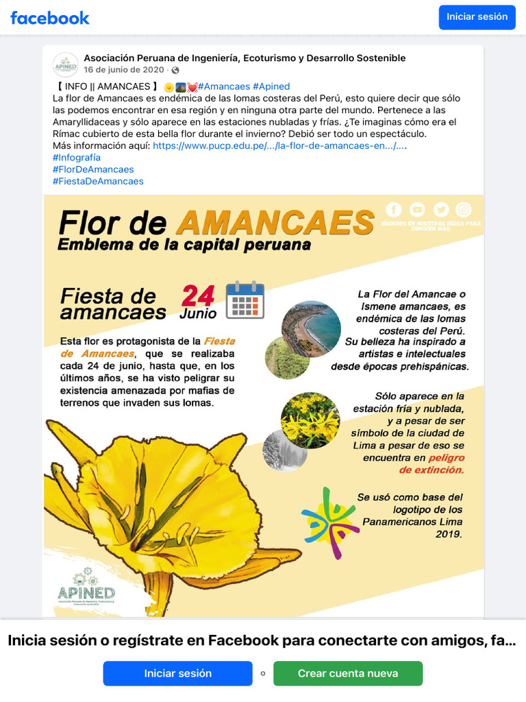 INFO AMANCAES 】?⛰?#Amancaes #Apined La flor de Amancaes es endémica de ...