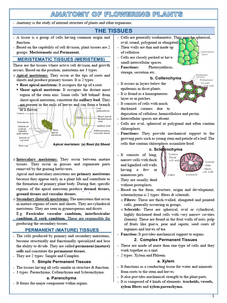 Anatomy of Flowering Plants | PDF