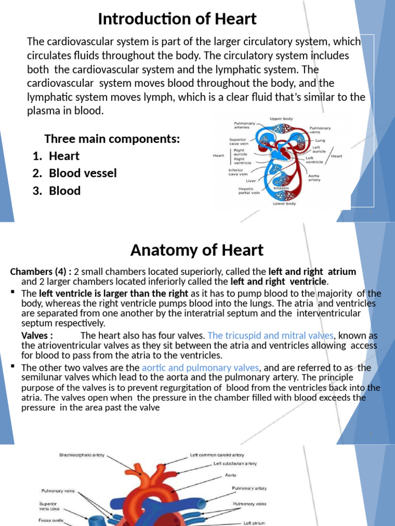 Heart | PDF
