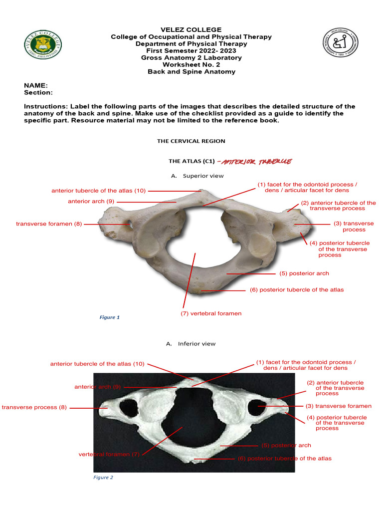Back & Spine | PDF | Vertebra | Musculoskeletal System
