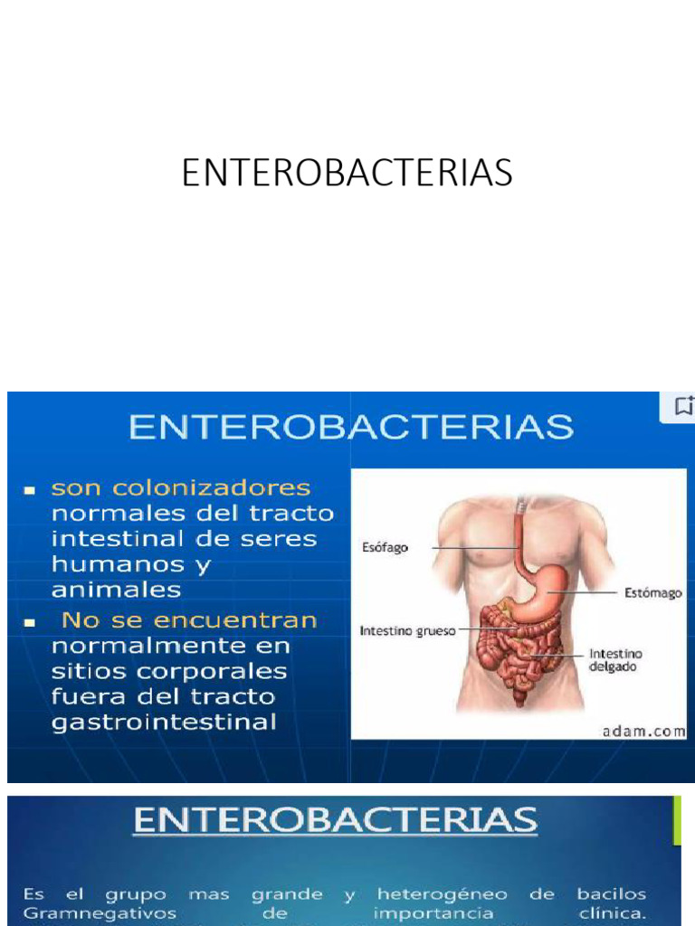 Enter o Bacterias | PDF