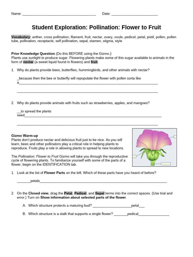 Pollination Flower Fruit Gizmo | PDF