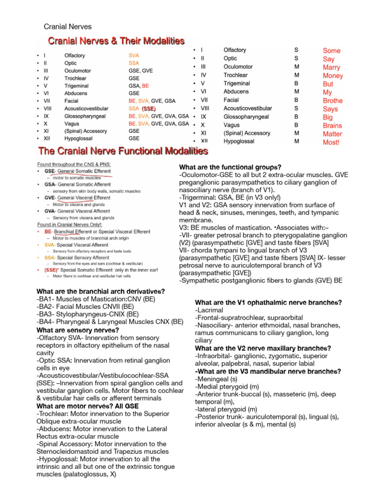Cranial Nerves | PDF